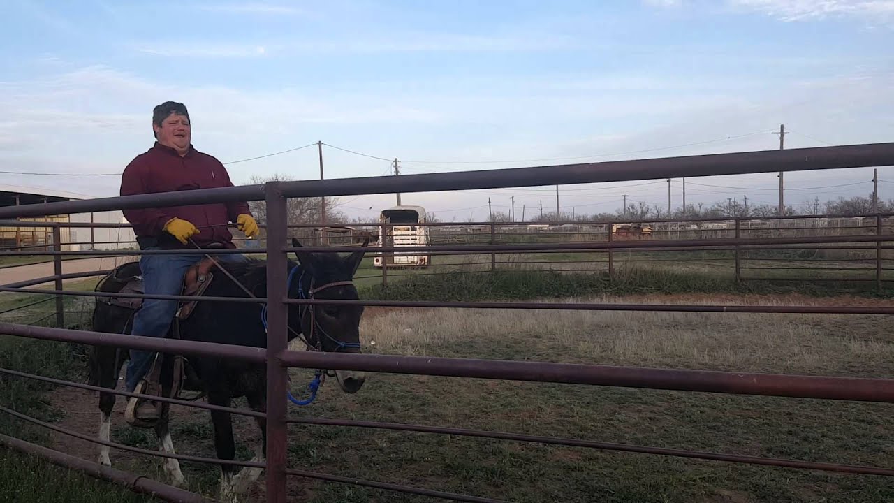 Breaking a wild mule - YouTube