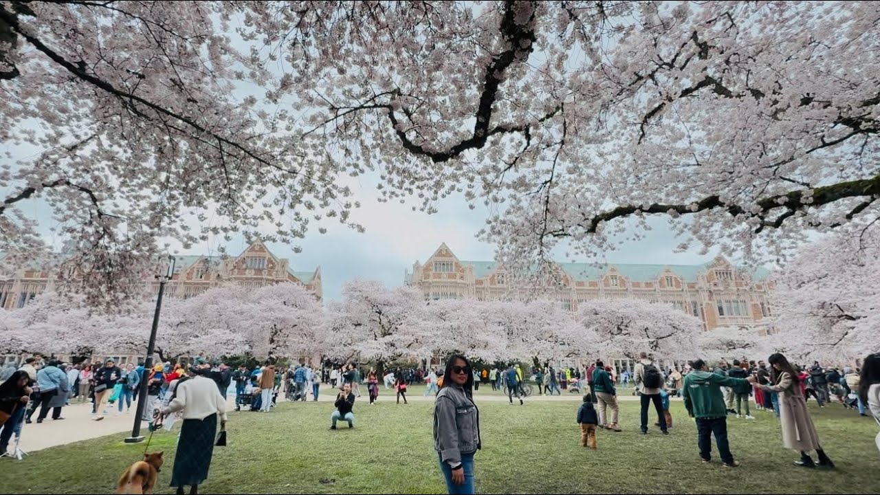 CHERRY BLOSSOMS FESTIVAL SEATTLE SPRING FLOWERS - YouTube