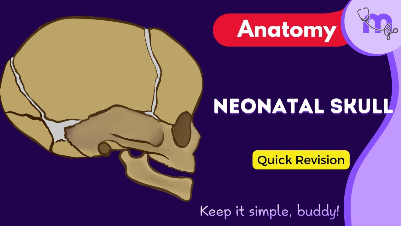 Neonatal Skull | Fontanelles, Features & Development | Anatomy for ...