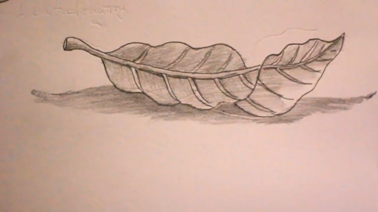 How TO Draw a leaf/a leaf drawing/leafdraw with pencil sketch - YouTube