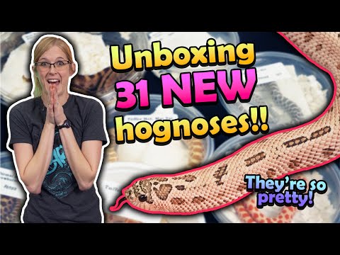 Unboxing over 30 Hognose Snakes!!