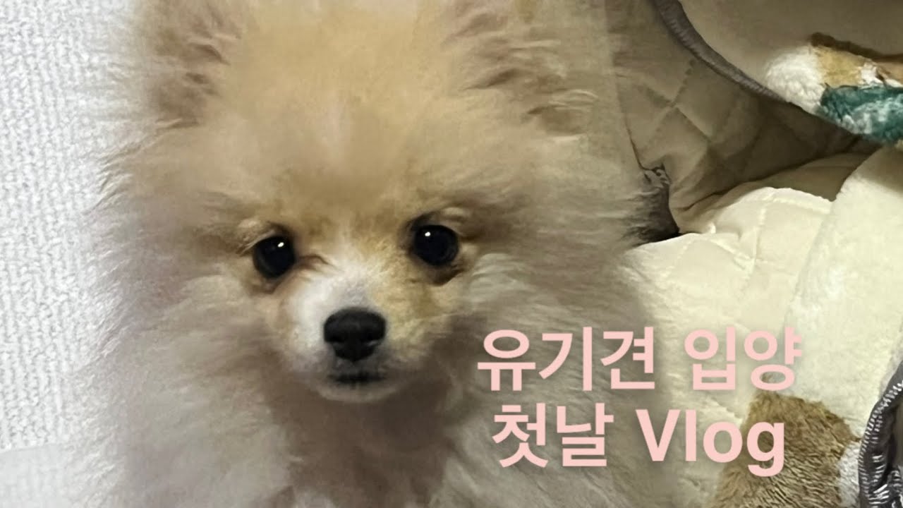 유기견 입양 Vlog 유기견 브이로그 입양 첫날 포메라니안 초보 강아지 육아 유기견 유기견입양 강아지 강아지