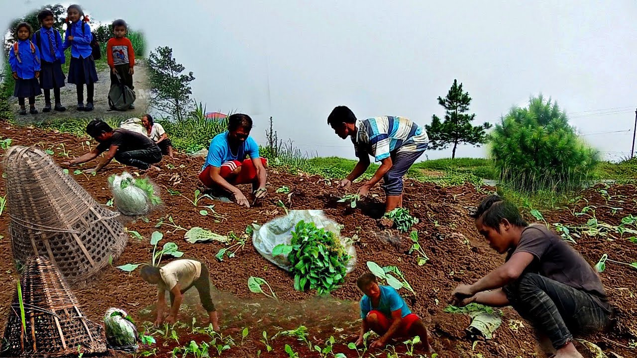 Sowing Cauliflower Plant Traditionally In Eastern Neplease Village ...