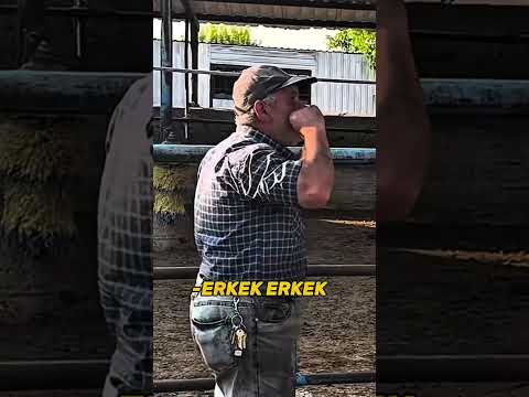 İngilizce Kurban Pazarlığı Part 2 😂😂  #shortvideo #funny #shortsfeed #short  #keşfet  #shortsviral