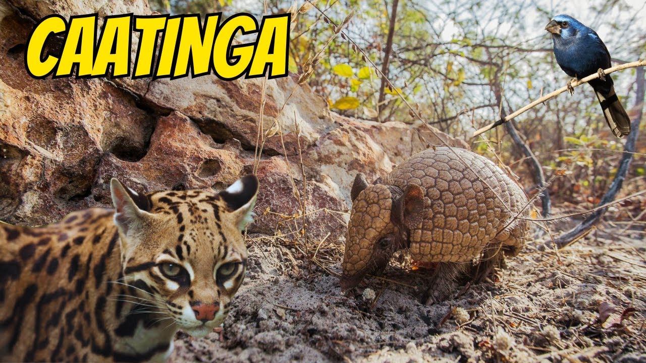 ANIMAIS INCRÍVEIS DA CAATINGA BRASILEIRA EXPLORANDO A FAUNA ÚNICA DO ...