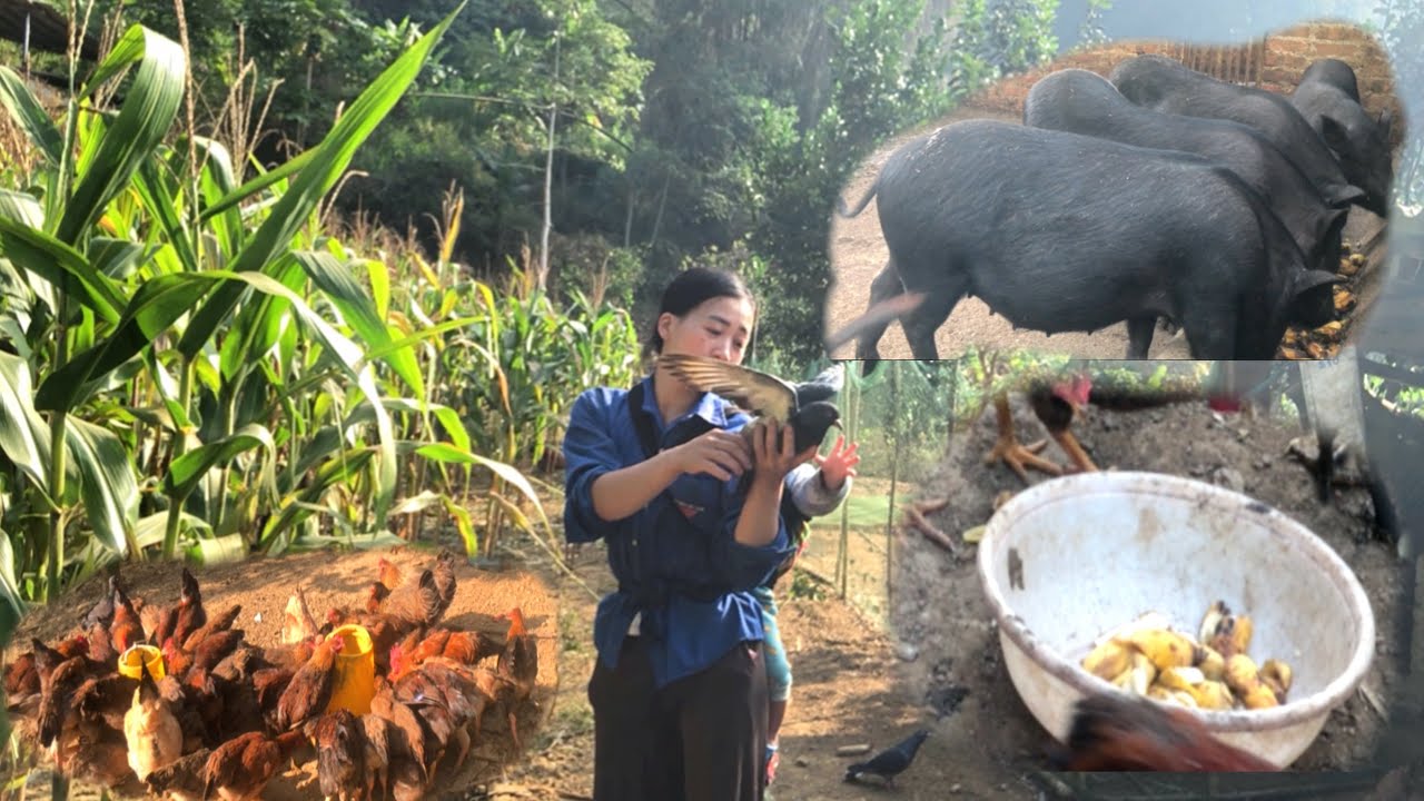 Dang Mui Man: Raising Pigs and Chickens with Ripe Bananas on the Farm ...