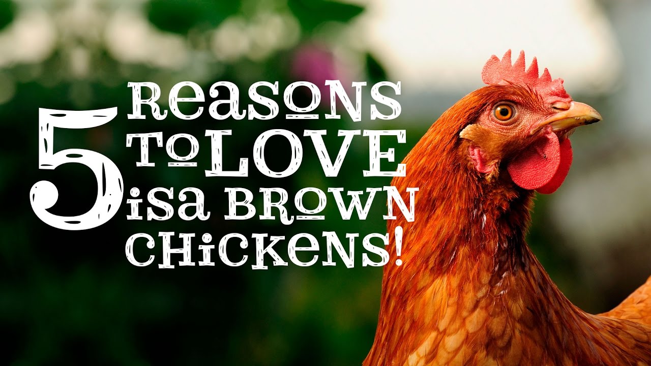 5 Reasons to Love Isa Brown Chickens! - YouTube