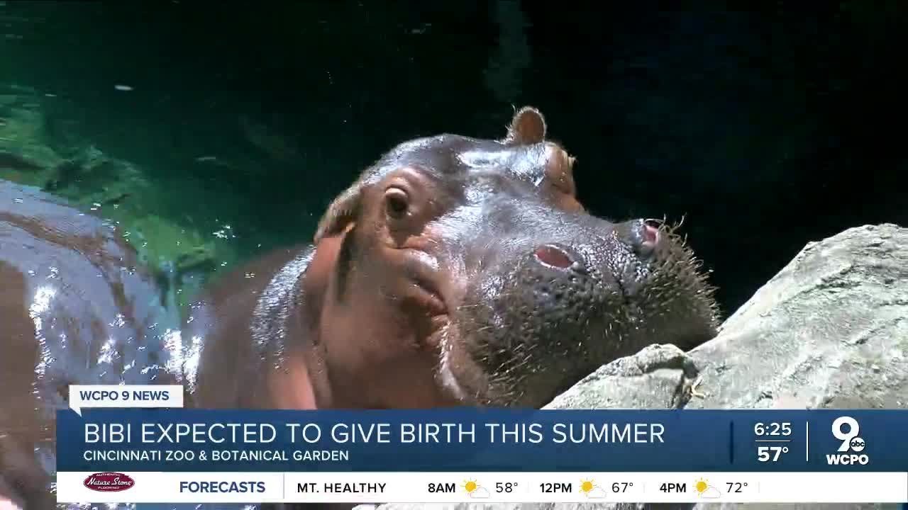 Bibi expected to give birth despite the hippo being on birth control ...
