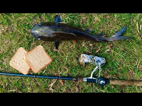 3 days fishing for catfish with bread! - land based pond fishing for ...