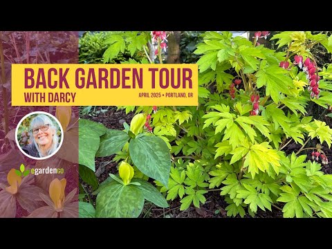 Spring Backyard Garden Tour | Darcy's Portland, Oregon Garden in April ...