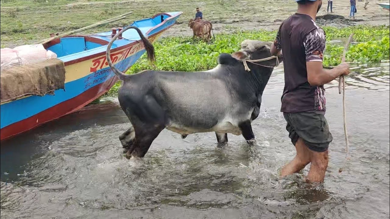 Ep-110,Cow Unloading,Big Cow,big bull,big cattle,Cow Videos,Cow Video ...