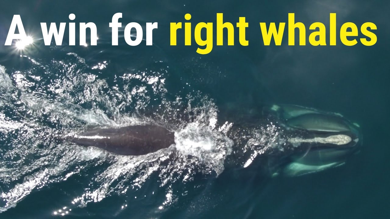 A win for lobstermen and right whales - YouTube