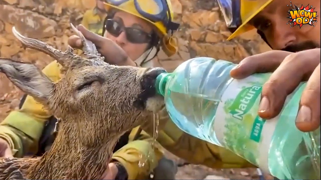 30 Animals That Asked People for Help & Kindness! #14 - YouTube