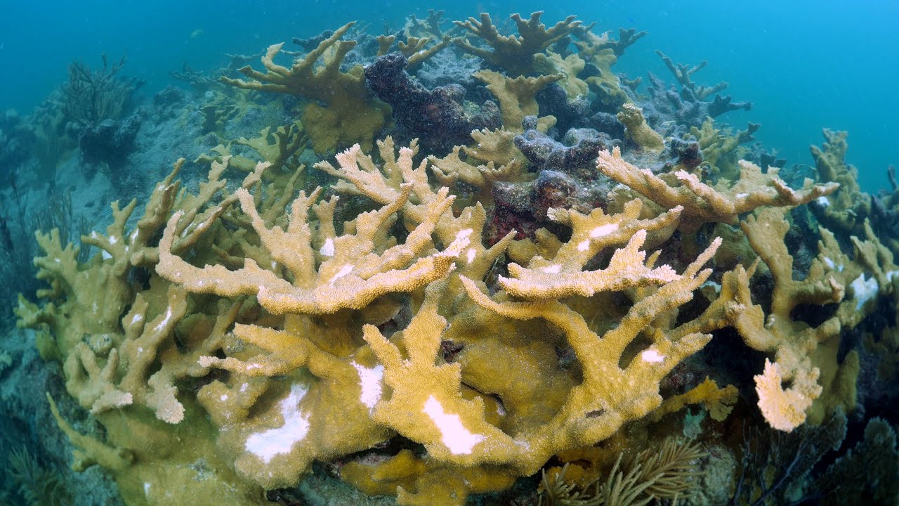 Looe Key reef 2023 (and John Pennekamp State park, Key Largo) - YouTube