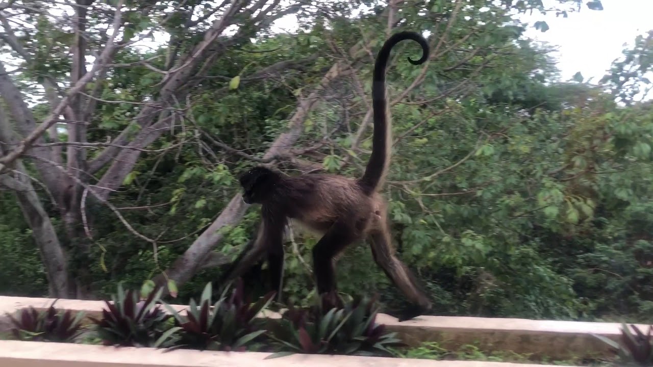 Occidental Grand Xcaret Monkeys Kid Friendly Mexico Occidental At