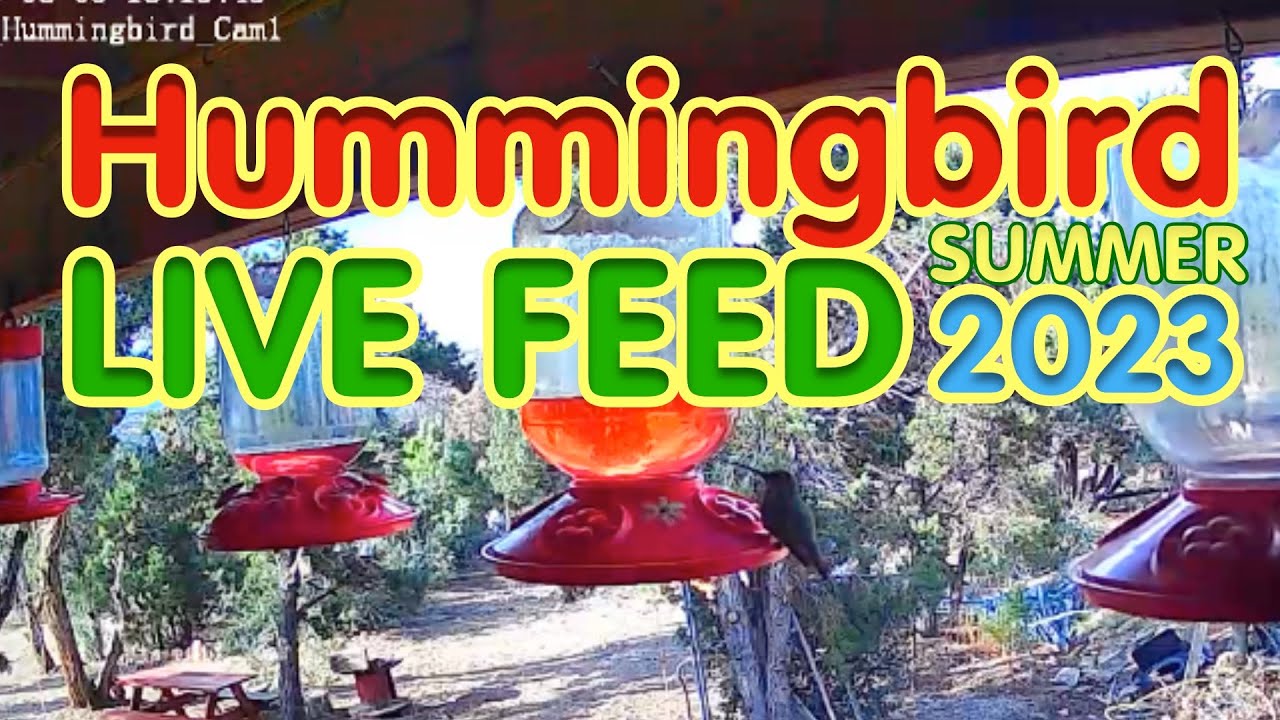 LIVE - Hummingbirds 8-19-2023 Evening - YouTube