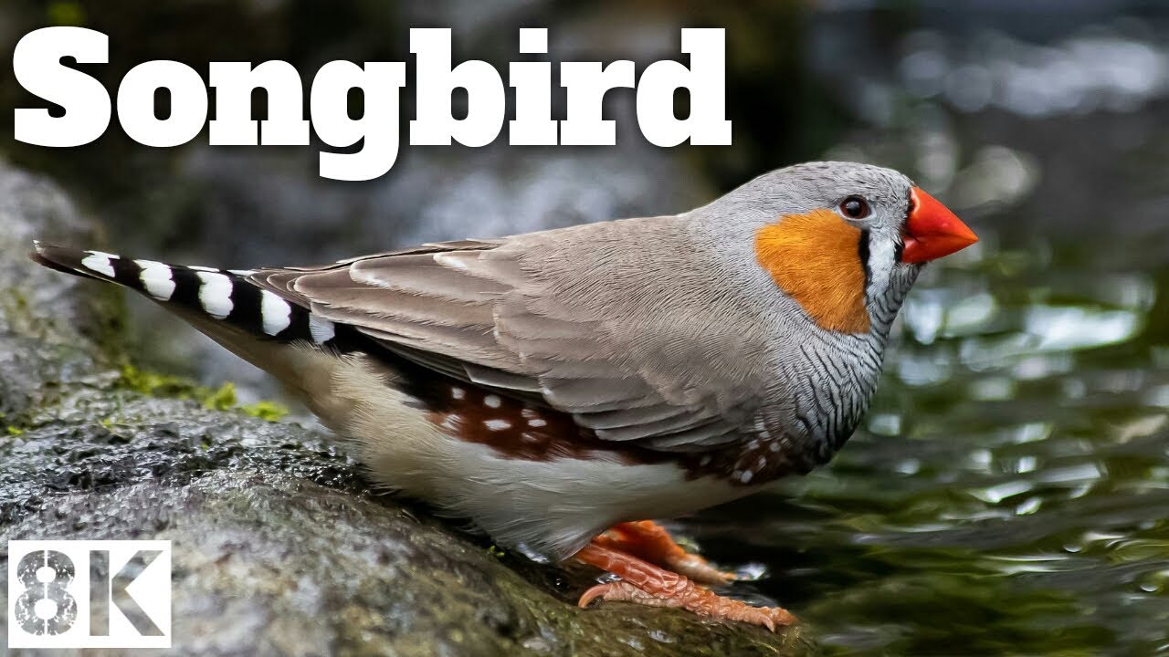 Beautiful Songbird - 4K Nature Relaxation - 4K Nature HRD - 4K View ...