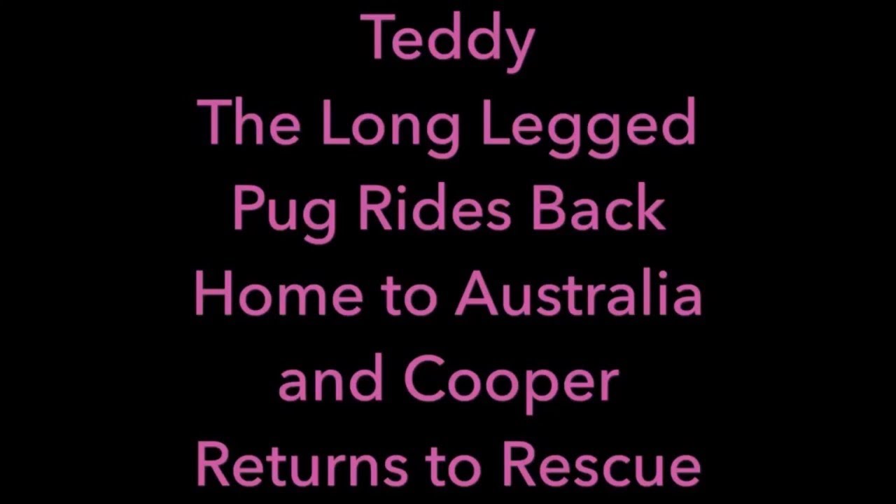 Long Legged Pug Returns Home to Australia & Shepherd Mix Rides Back to ...