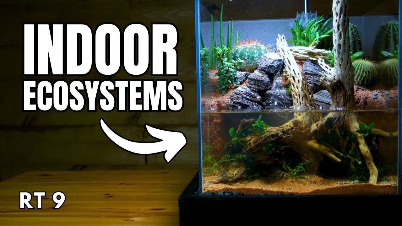 The Secret to Building Indoor Ecosystems - YouTube