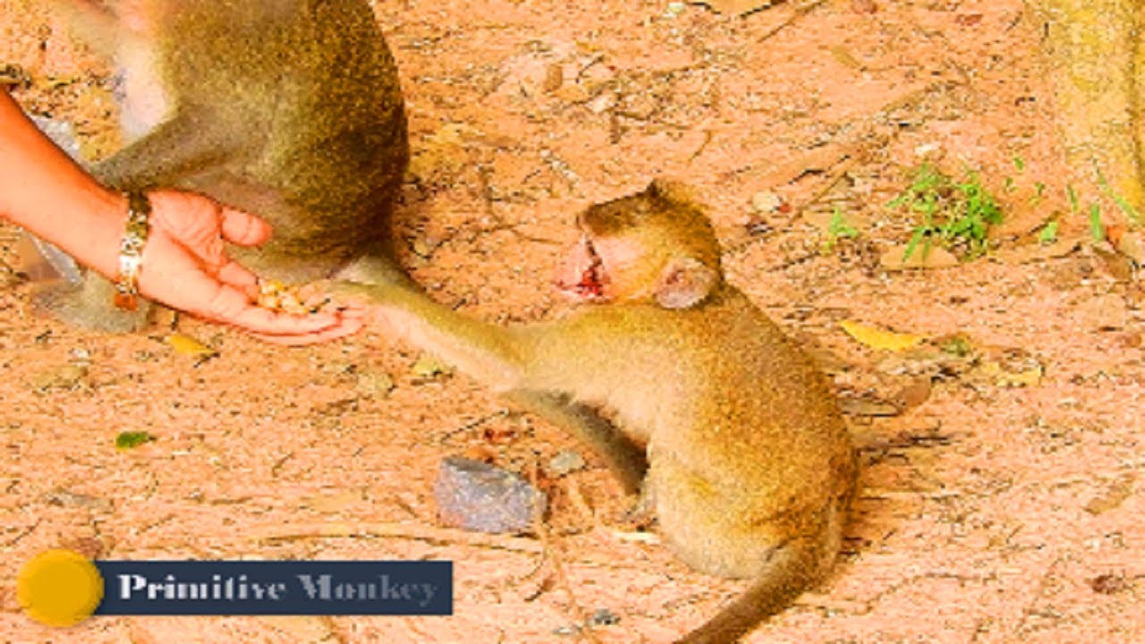 Ginger Baby Monkey Very Difficult for Eating Fruits, Because His Mouth ...