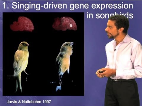Singing-driven gene expression - Erich Jarvis (Duke/HHMI) - YouTube