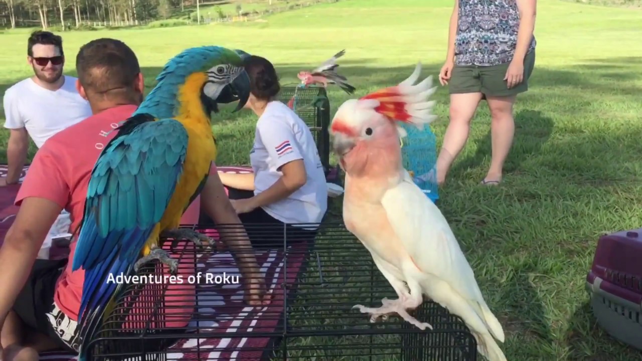 Fun packed parrot playtime! - YouTube