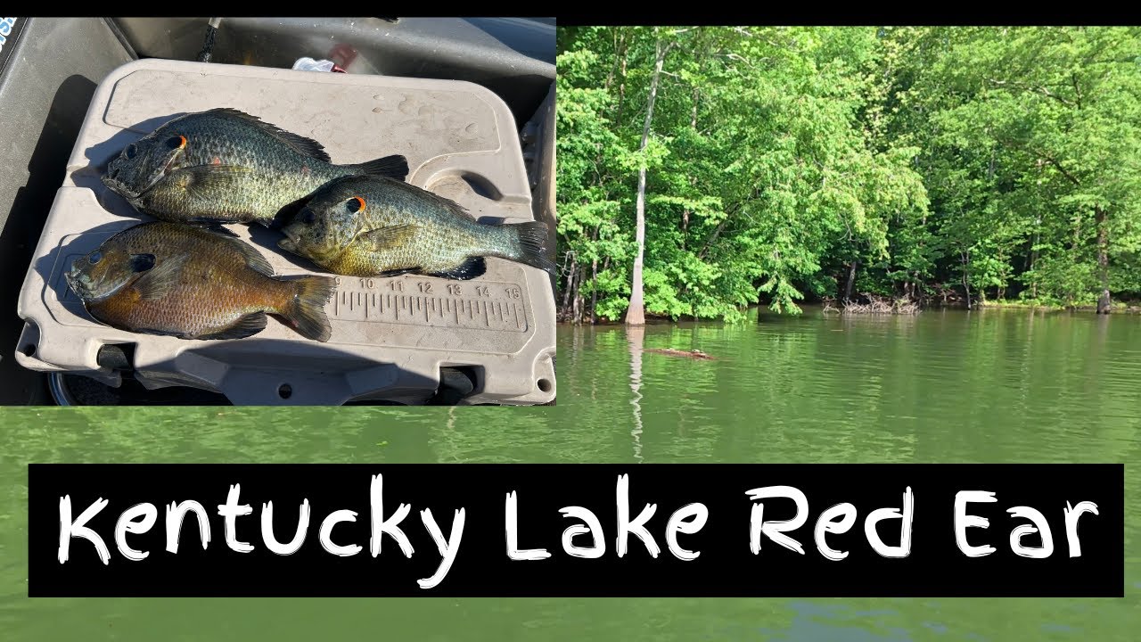 Red Ear & Bluegill The Perfect Panfish Combination - YouTube