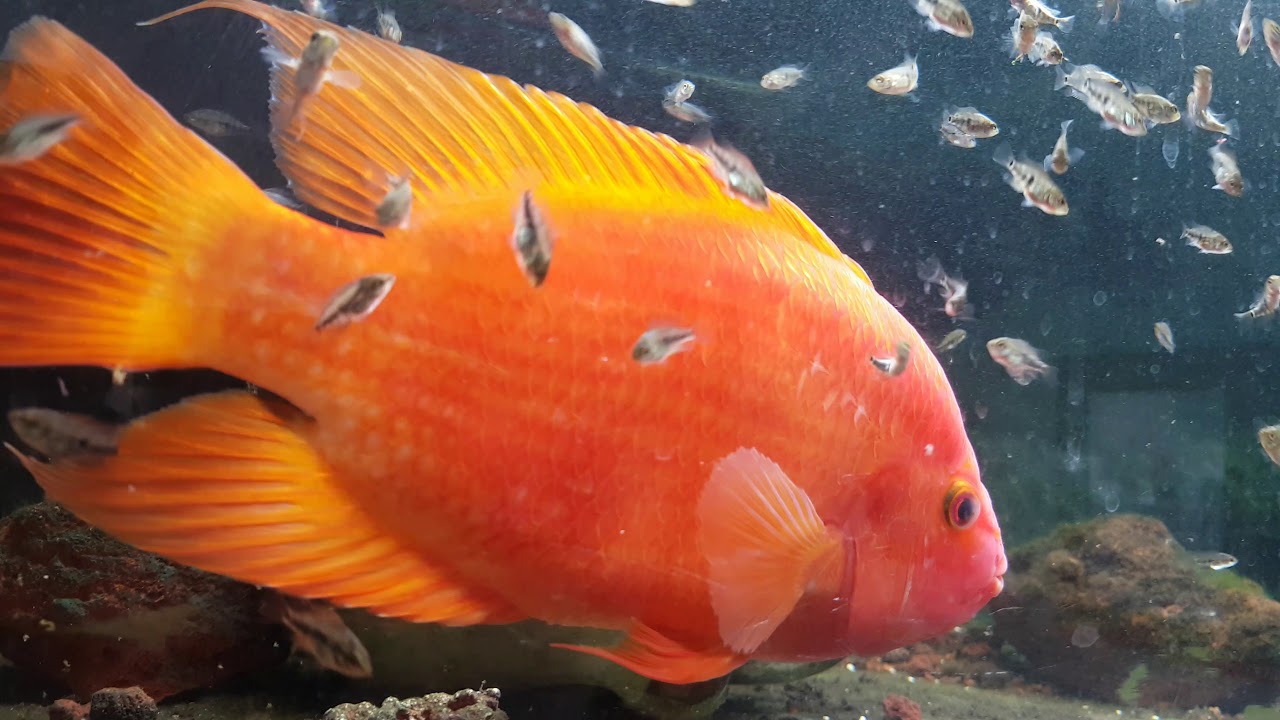 Male Amphilophus Labiatus with his fry - YouTube