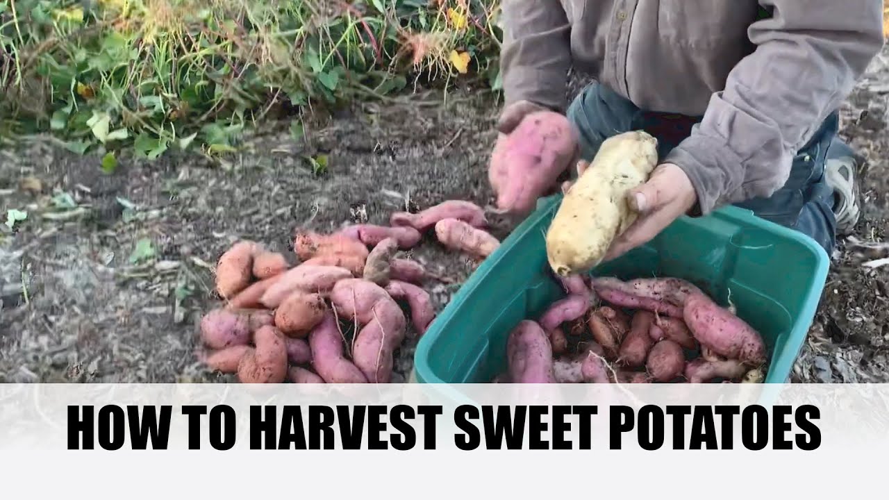 How to Harvest Sweet Potatoes - YouTube