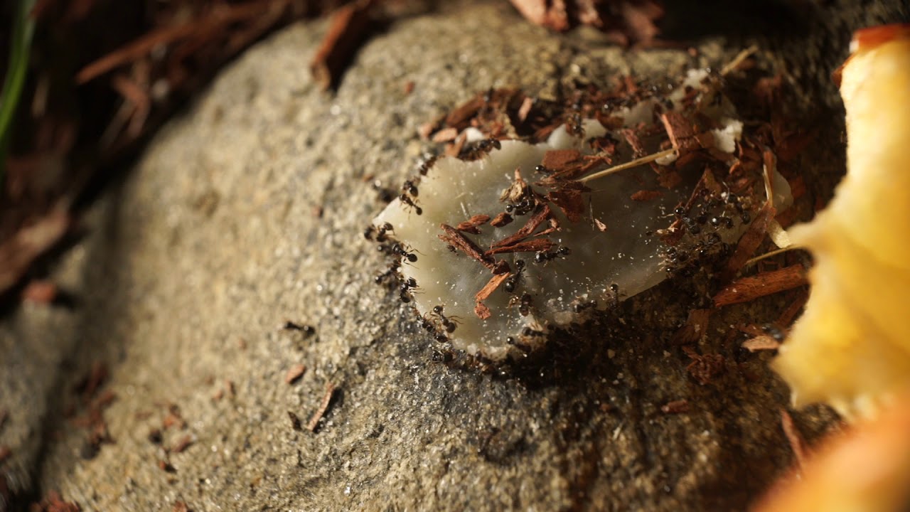 macro ants enjoy cheese - YouTube