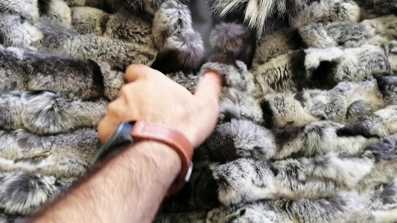 Chinchilla Rex rabbit with silver fox - YouTube