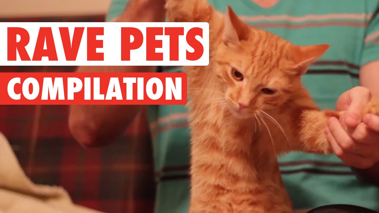Rave Pets || Funny Pet Compilation - YouTube