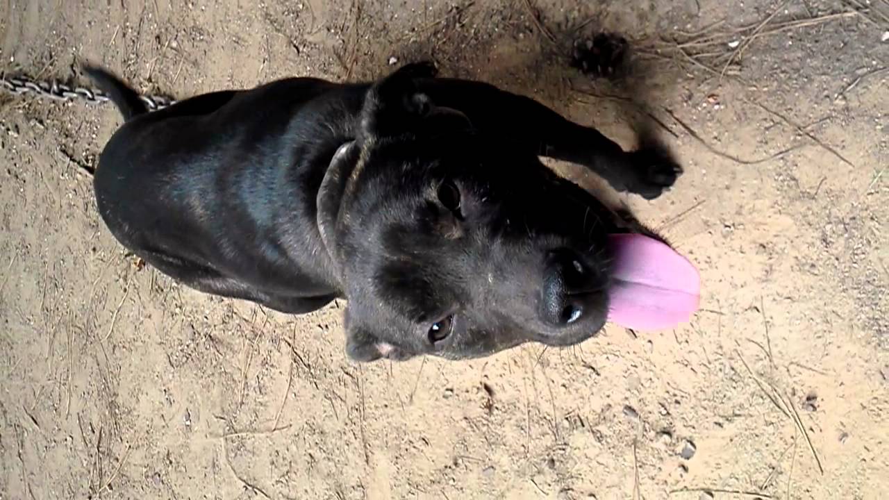 Princess pitbull terrier - YouTube