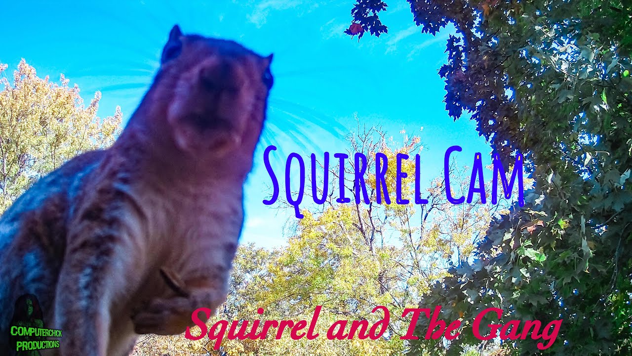 Squirrel and the Gang - Squirrel Cam 15 - YouTube