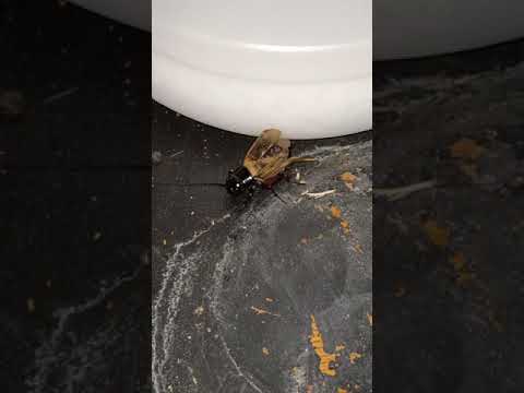 cırcır böceği sesi...