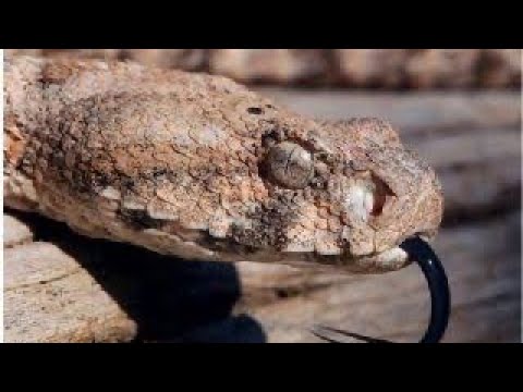 Engerek (Koca Engerek)