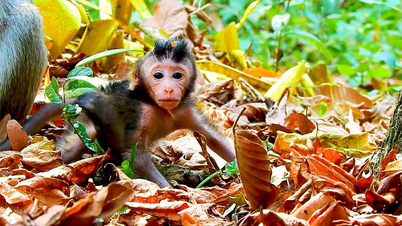 Cute Newborn Monkey Learn Walking & Standing The First Time - YouTube