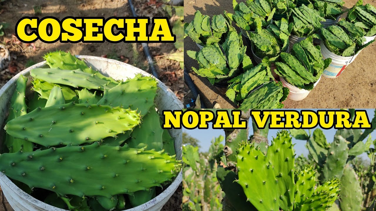Cómo se COSECHA el NOPAL | El CULTIVO más RENTABLE Nopal Verdura - YouTube
