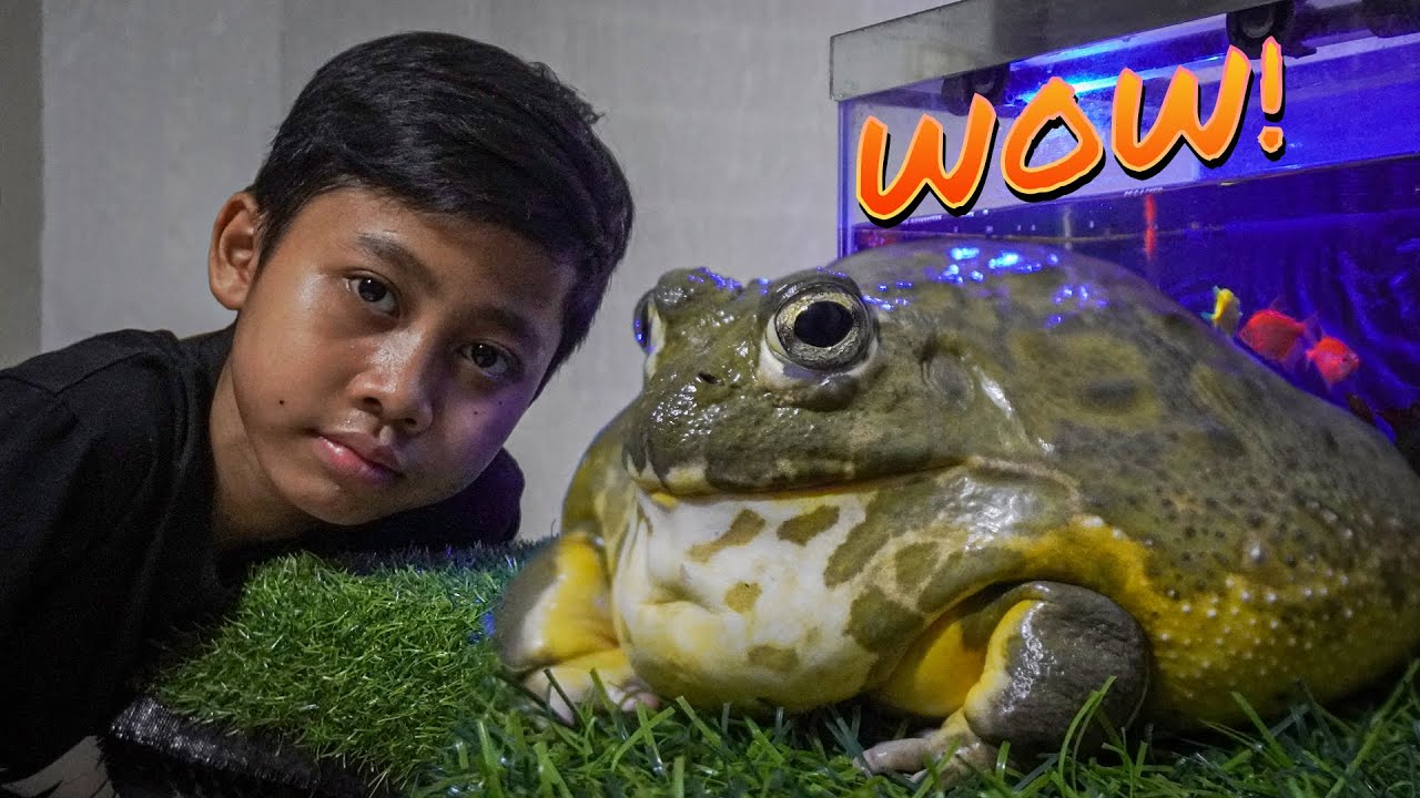 My Giant Frog ! My Pet's African Bullfrog - YouTube