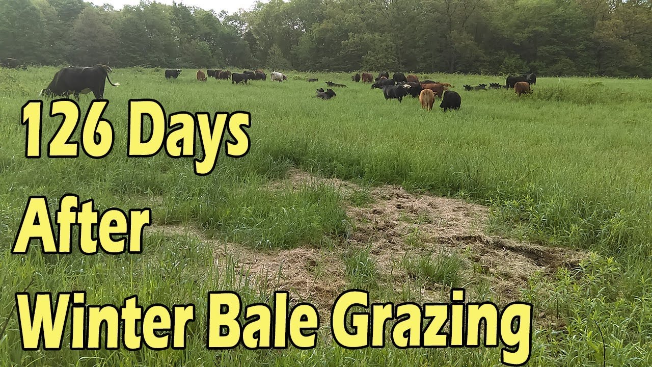 Bale Grazing... Pasture Update After Resting 126 Days - YouTube