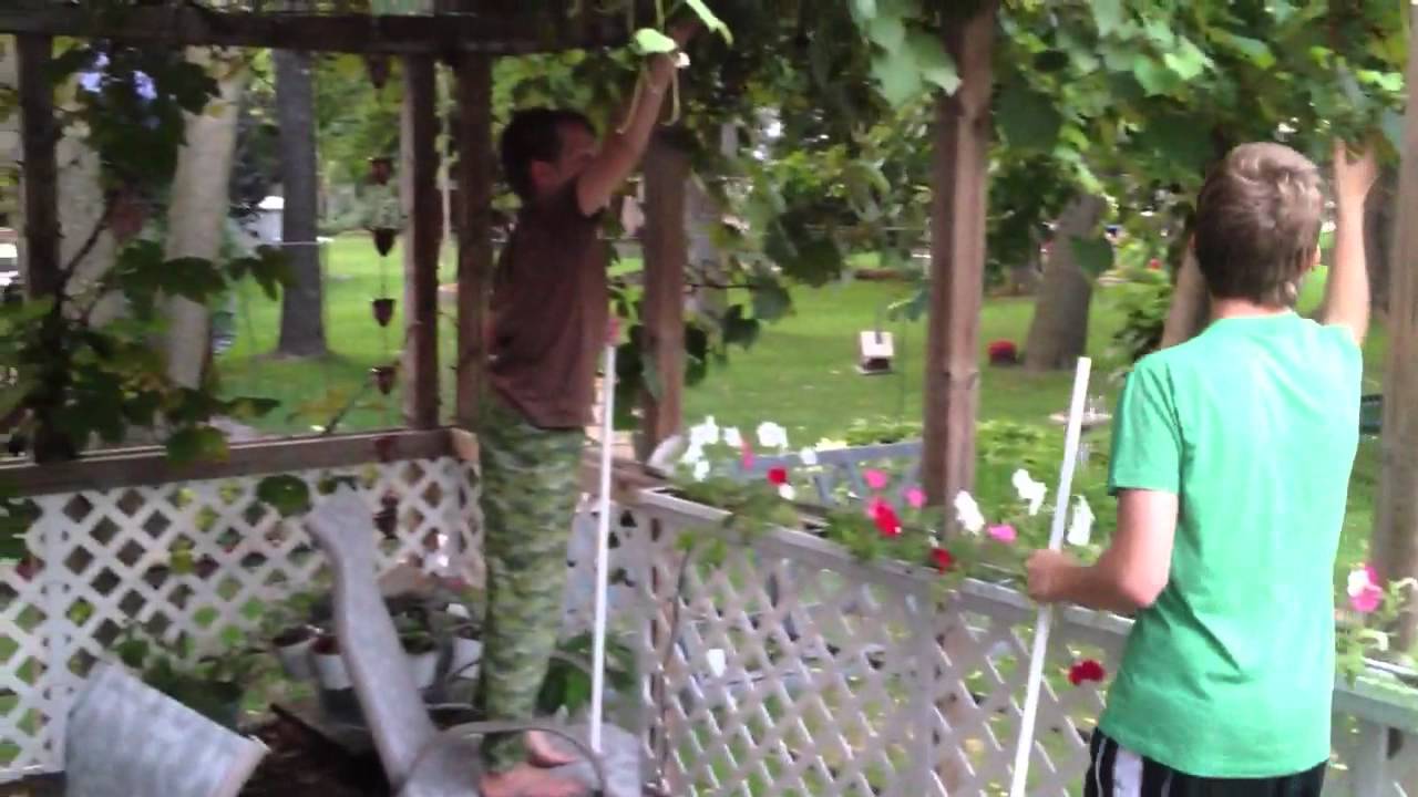 Grape guns shooting chickens - YouTube