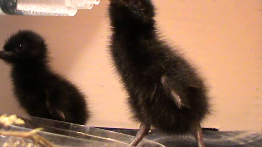 Corncrake Chicks National Parks and Wildlife Service/IGPCT - YouTube