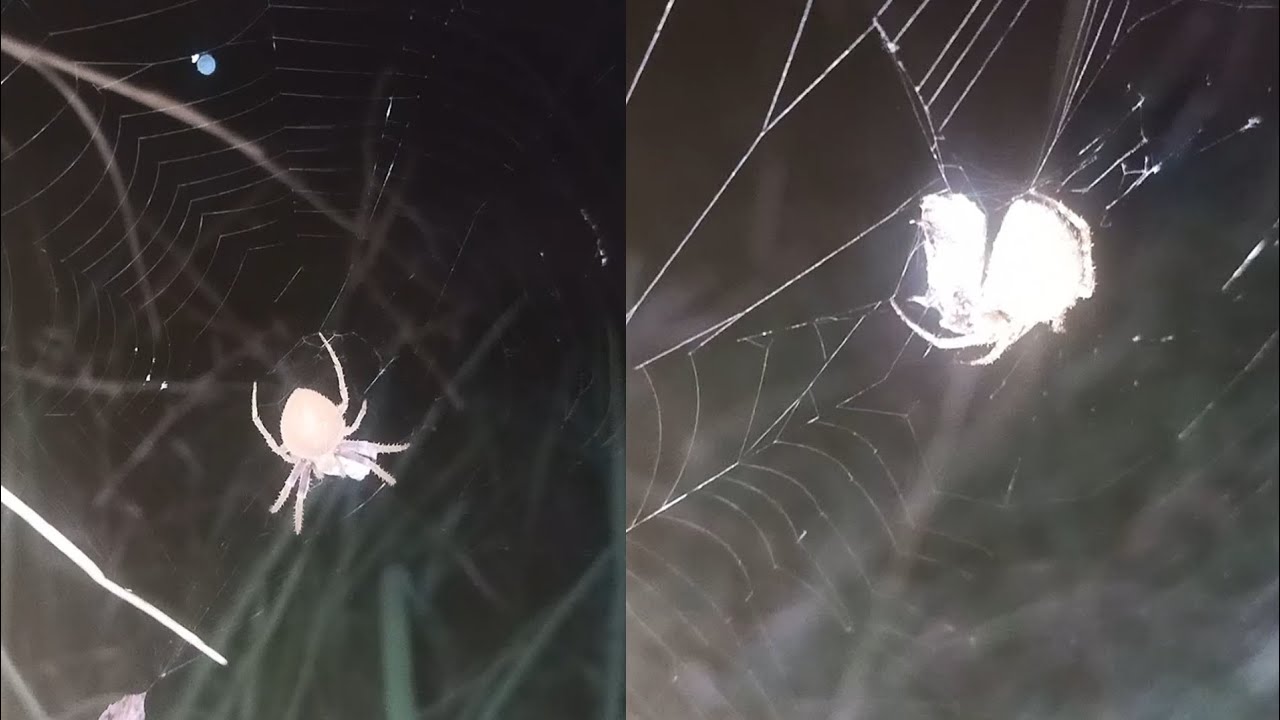 PAREHONG SA MA BABANG DAMO LANG#gagamba#gagambafight#spider - YouTube