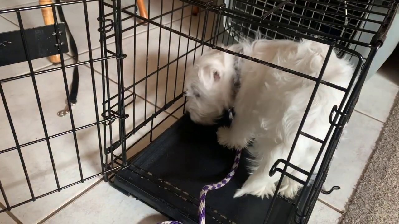 Puppy work on crate, place, stay and ways to work on NO with a new ...