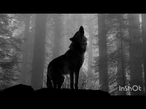 Bozkurt ordusu ordu marşı