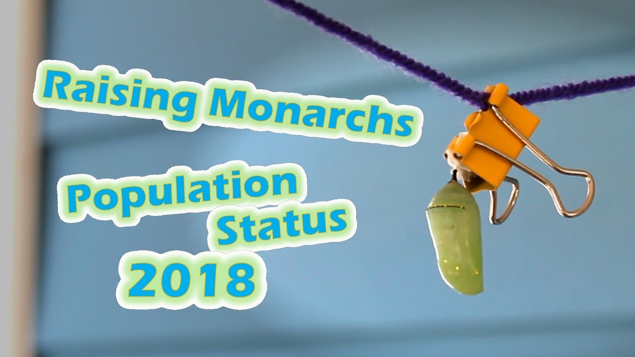 Raising Monarchs - Population Status 2018 (Help The Monarch Butterfly ...
