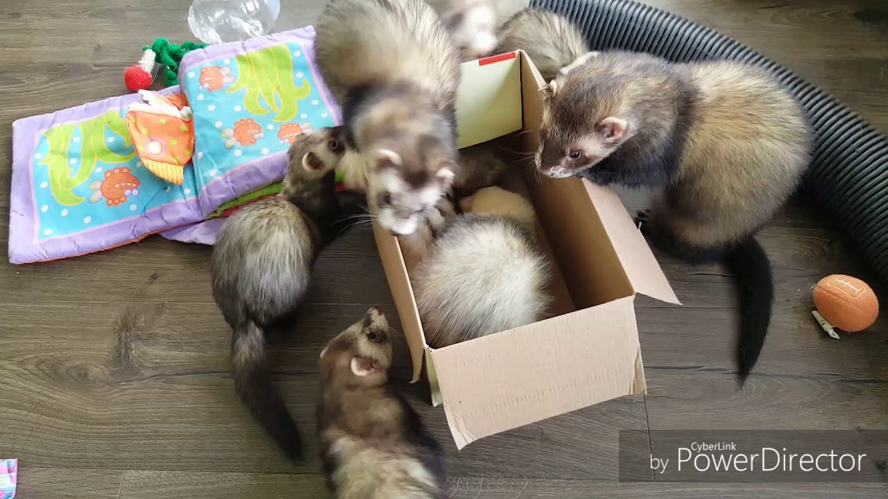 Fuzzy Frenzy Ferrets find a box! - YouTube