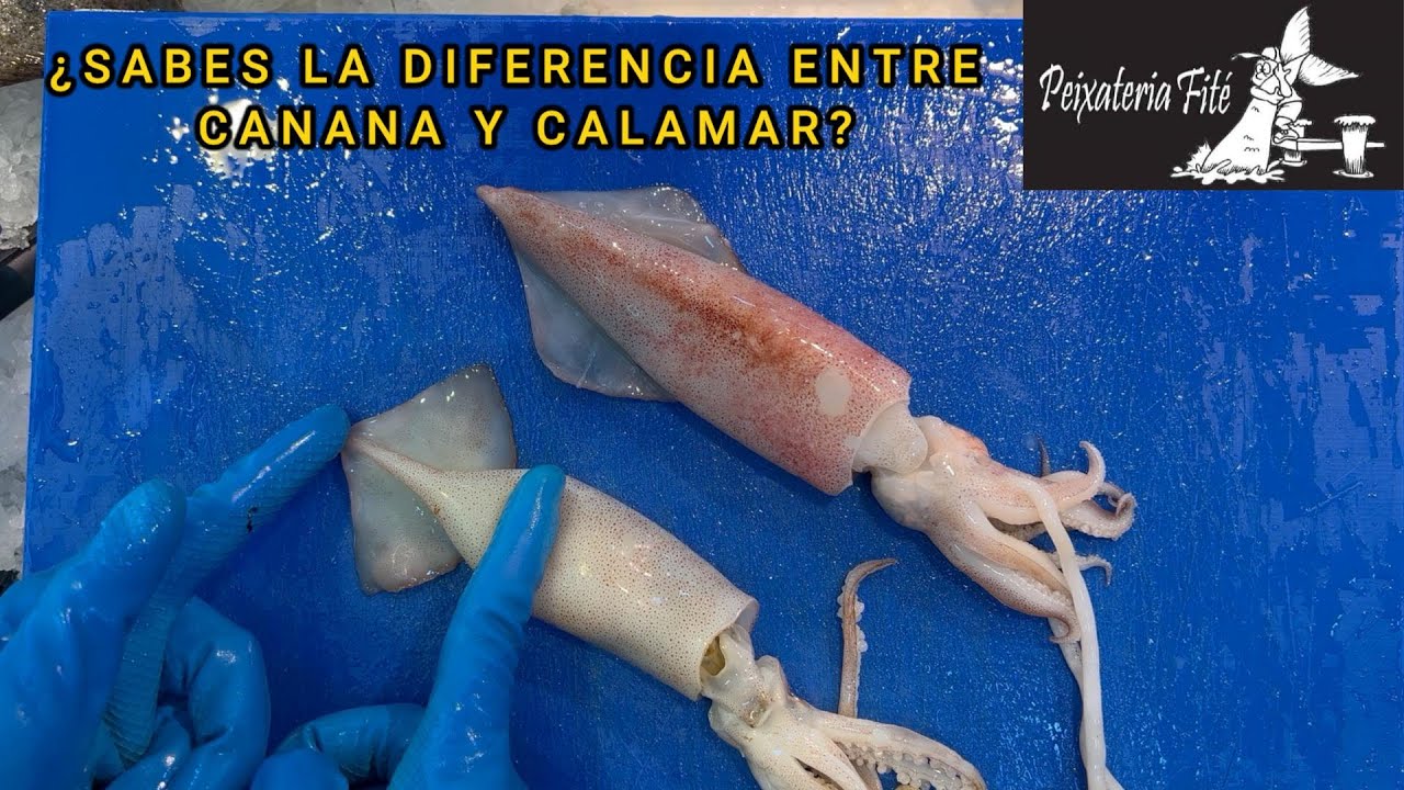 DIFERENCIA ENTRE CANANA Y CALAMAR - YouTube