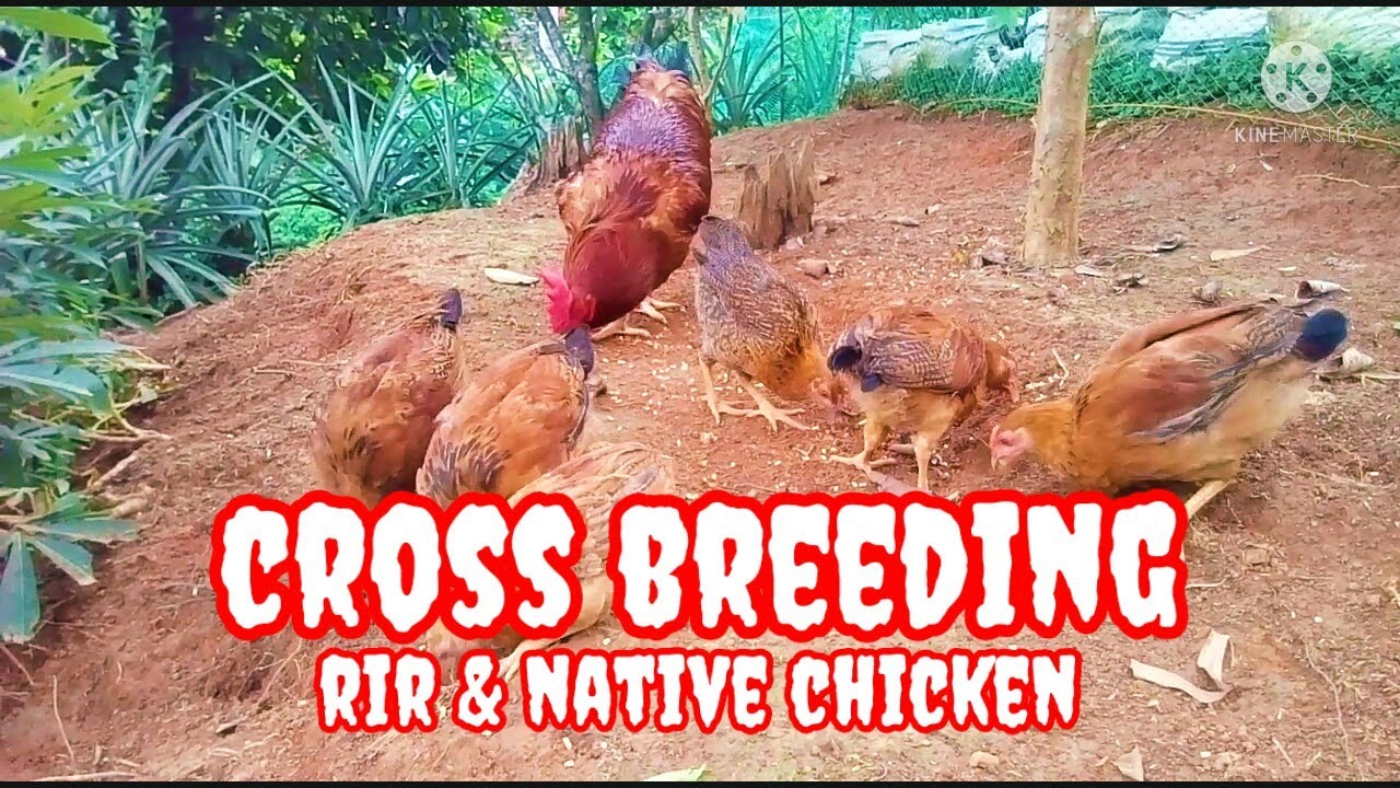 Cross Breeding Result RIR & Native Chicken #freerangechicken # ...