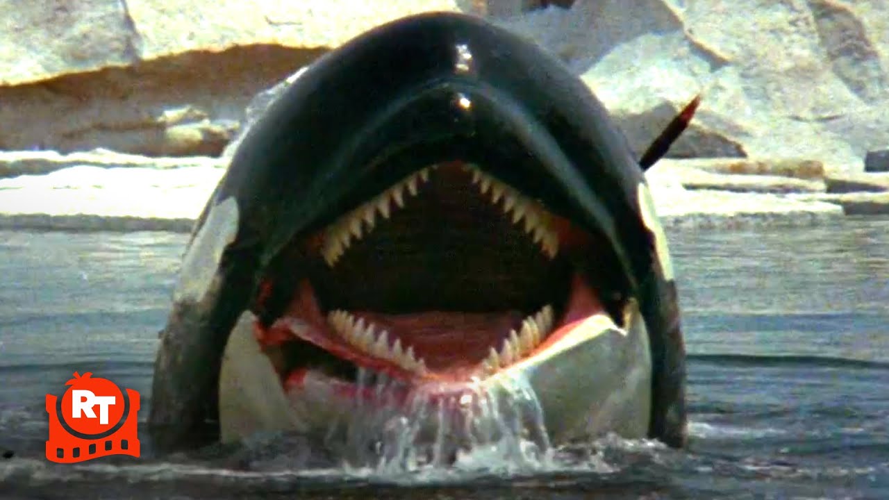 Orca (1977) - Richard Harris vs. Killer Whale Scene | Movieclips - YouTube